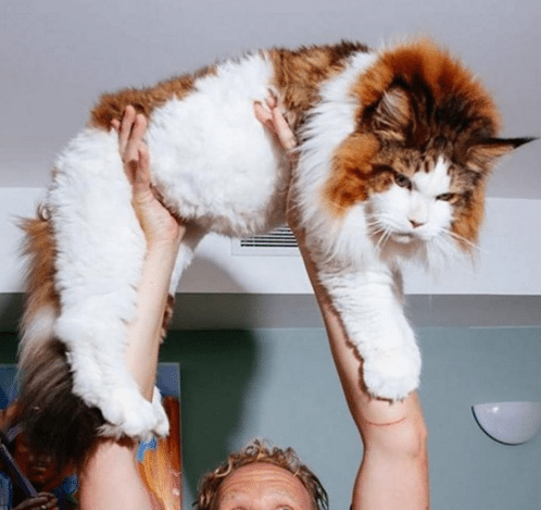 Dit is Samson, de grootste kat ter wereld