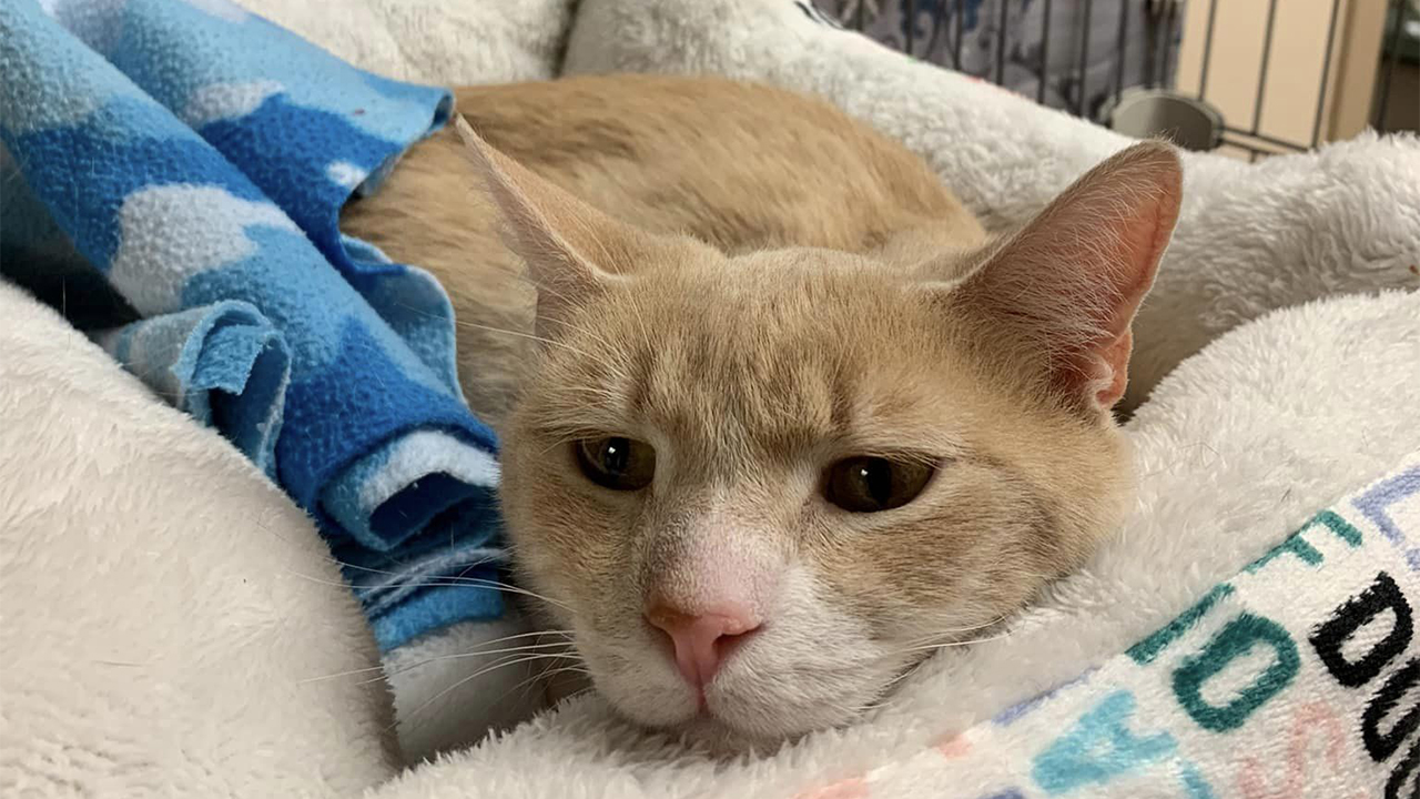 'Te aanhankelijke' kat Bruno teruggebracht naar asiel