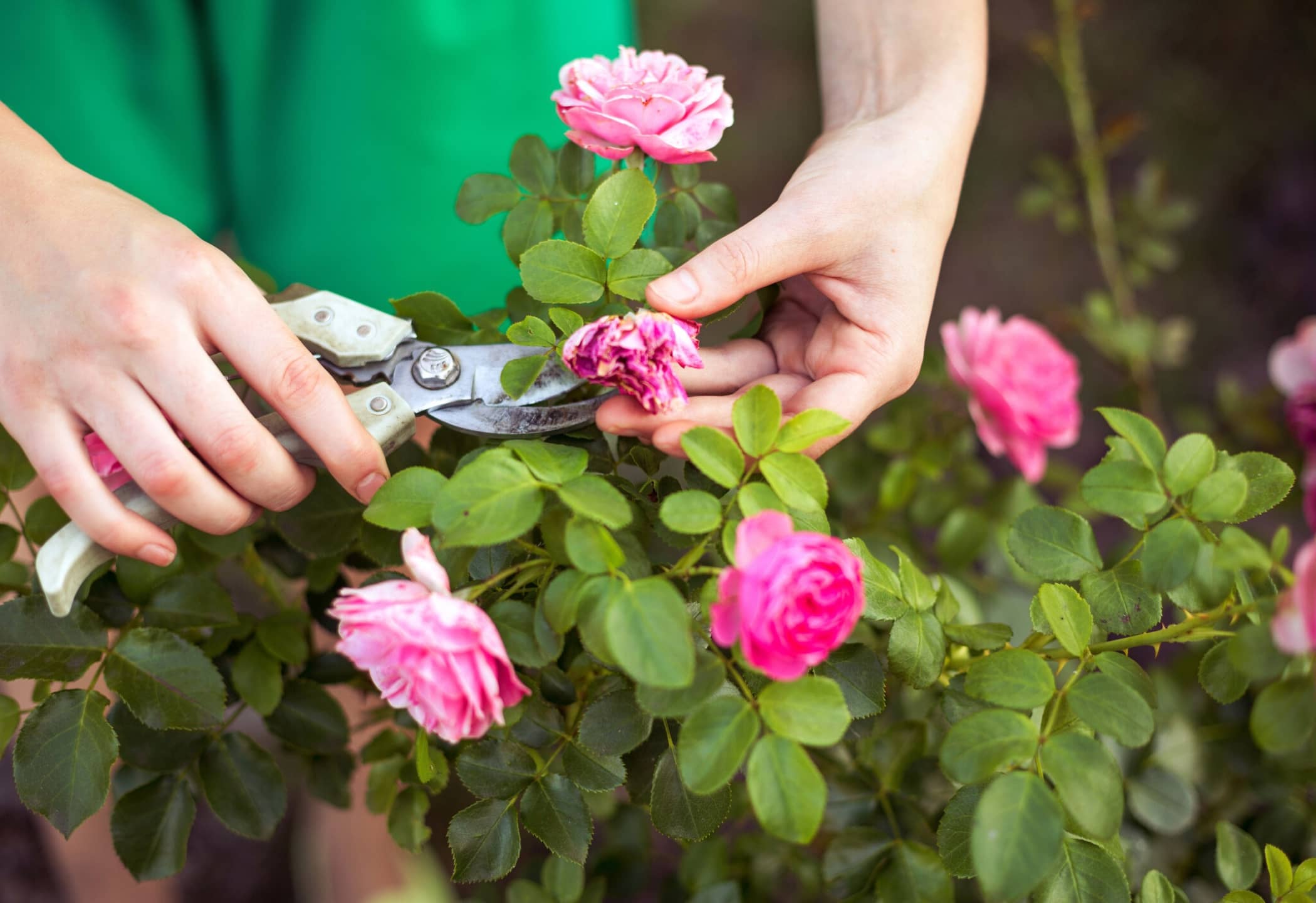 Rozen snoeien en verzorgen: dé tips voor een geweldige bloei - Vriendin.nl