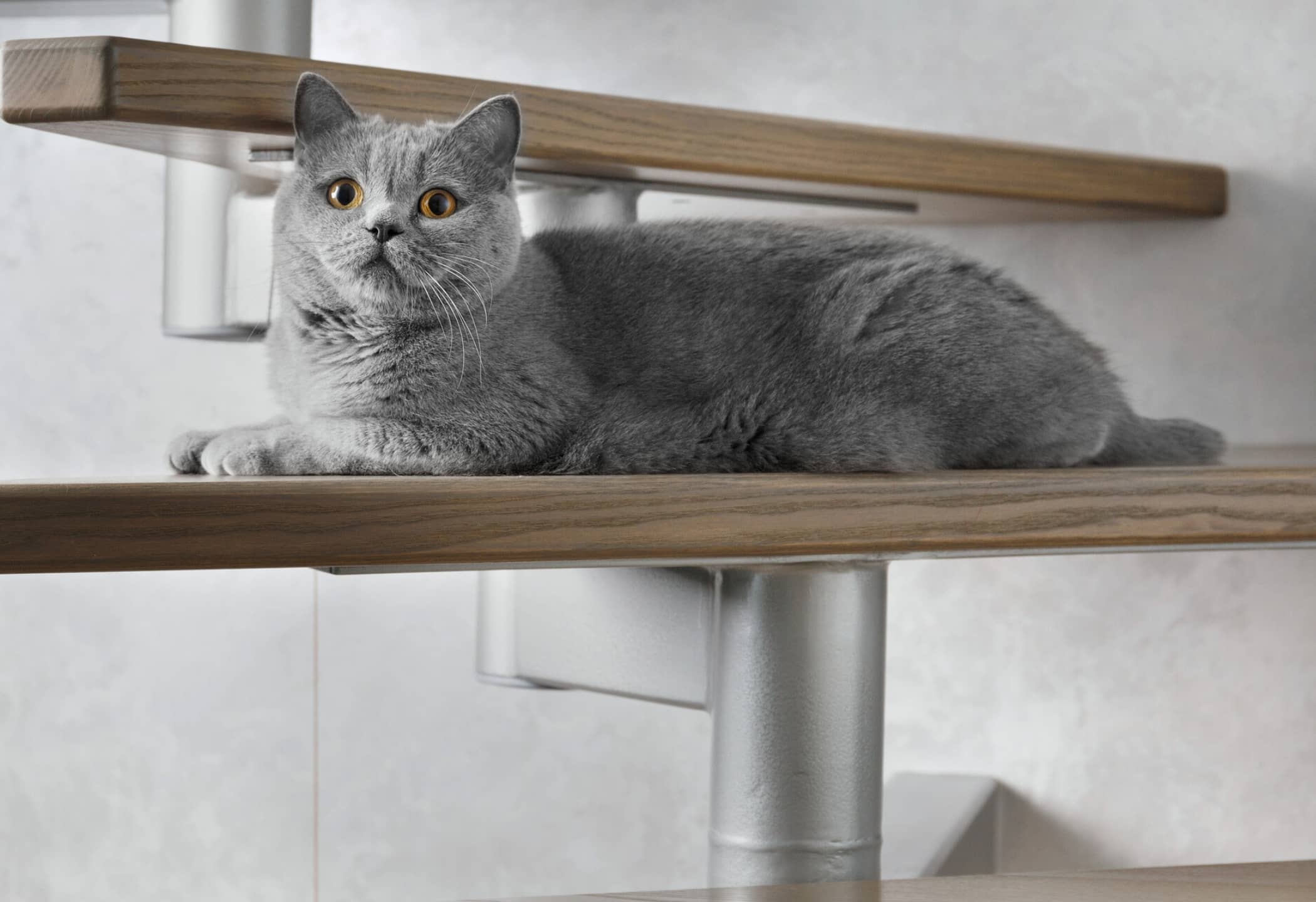 Waarom katten graag hoog zitten: veiligheidsinstinct of iets anders ...