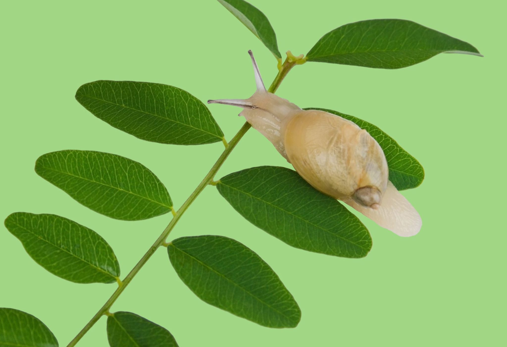 15 planten waar slakken niet van houden